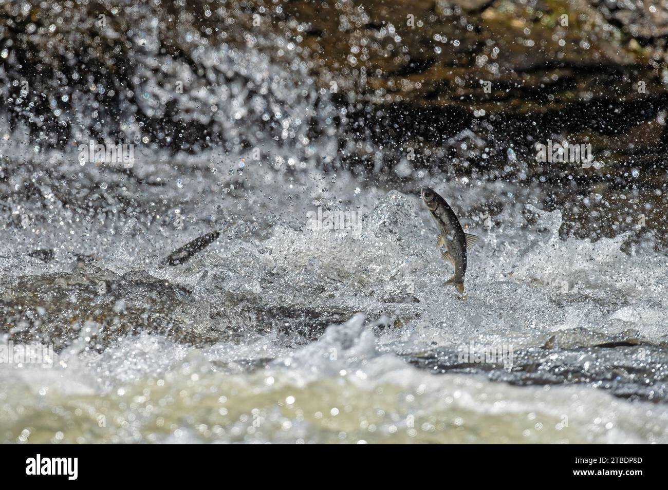 Endemic fish species living in Lake Van in Turkey. Chalcalburnus ...