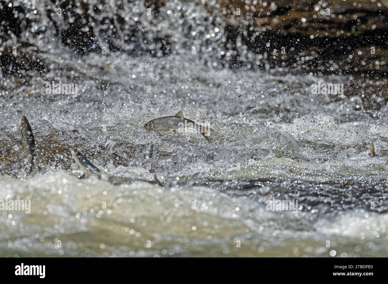 Chalcalburnus tarichi hi-res stock photography and images - Alamy