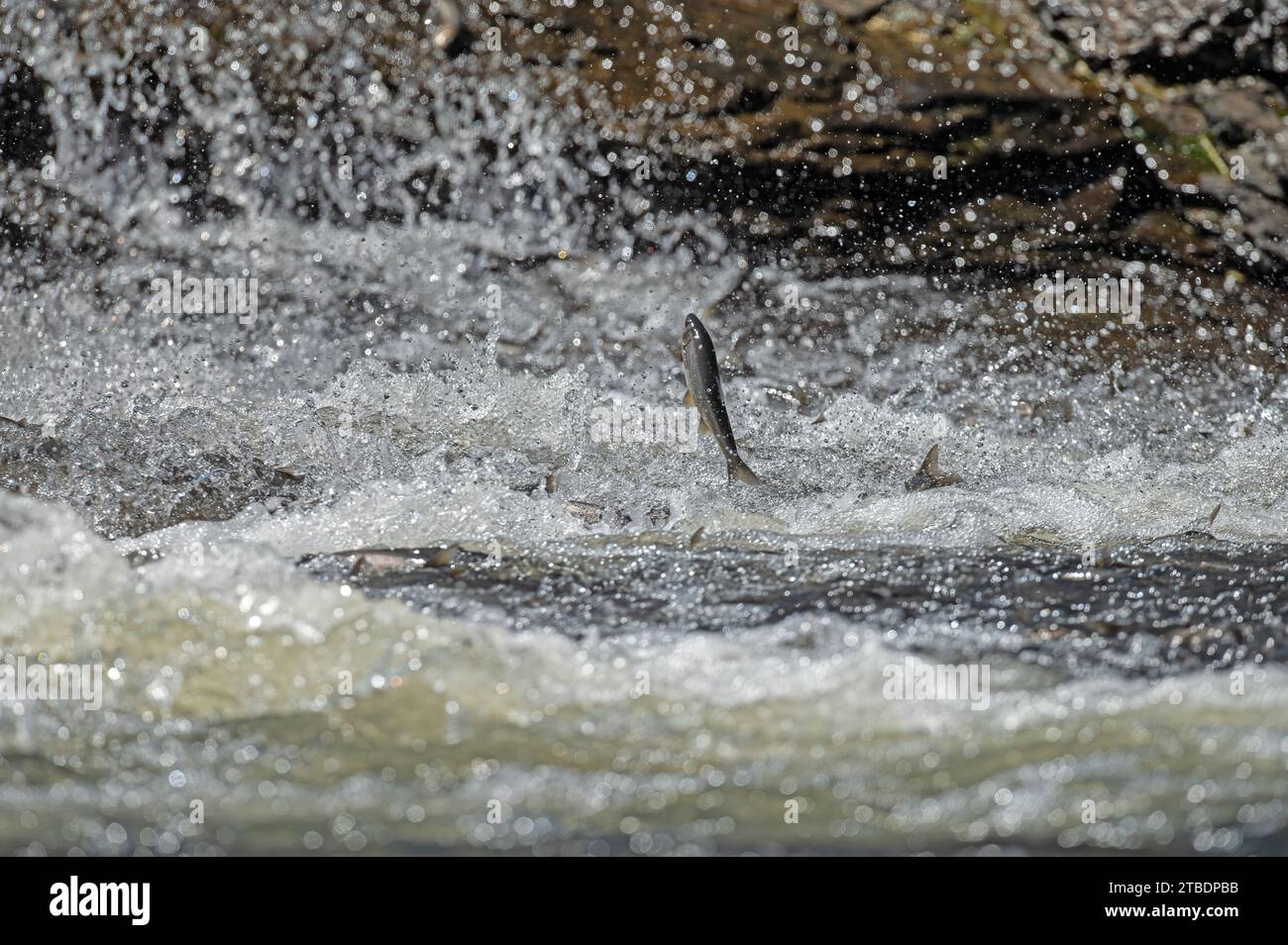 Endemic fish species living in Lake Van in Turkey. Chalcalburnus ...