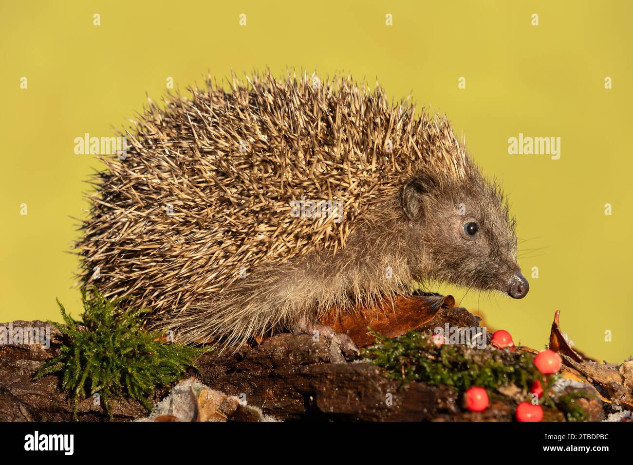 Hedgehog, Scientific name: Erinaceus Europaeus. Close up of an alert ...