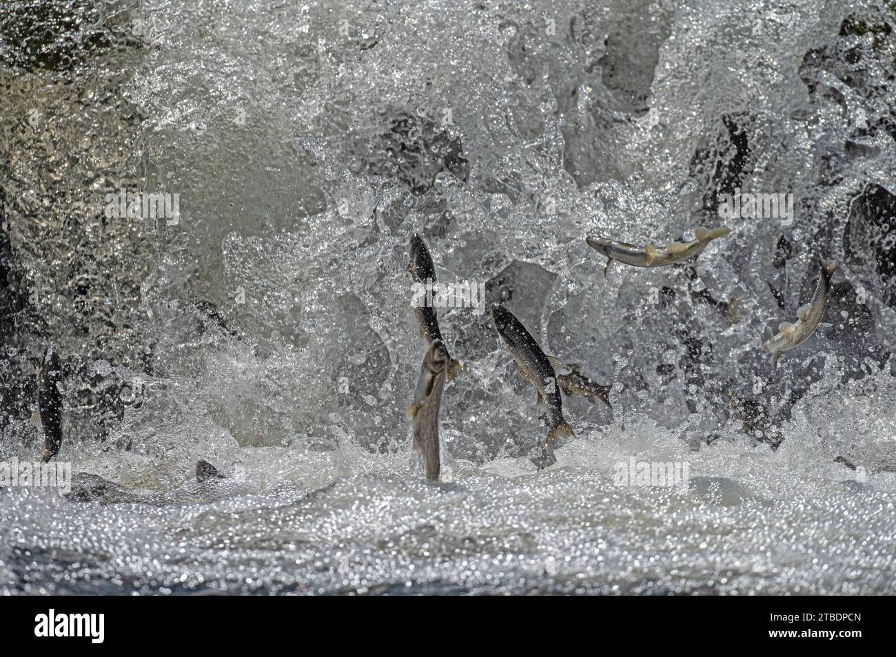 Endemic fish species living in Lake Van in Turkey. Chalcalburnus ...