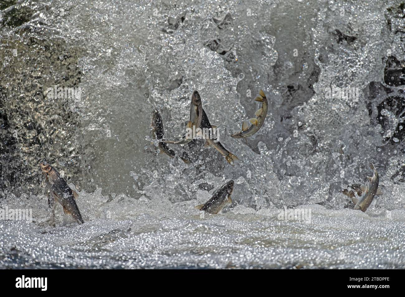 Endemic fish species living in Lake Van in Turkey. Chalcalburnus ...