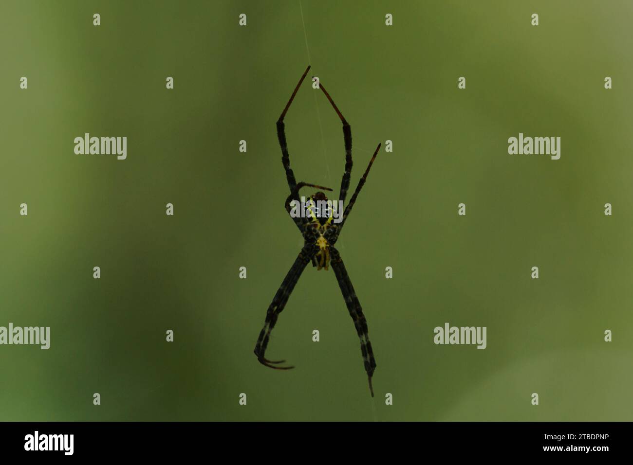 Beautiful spider with yellow alien face Stock Photo - Alamy