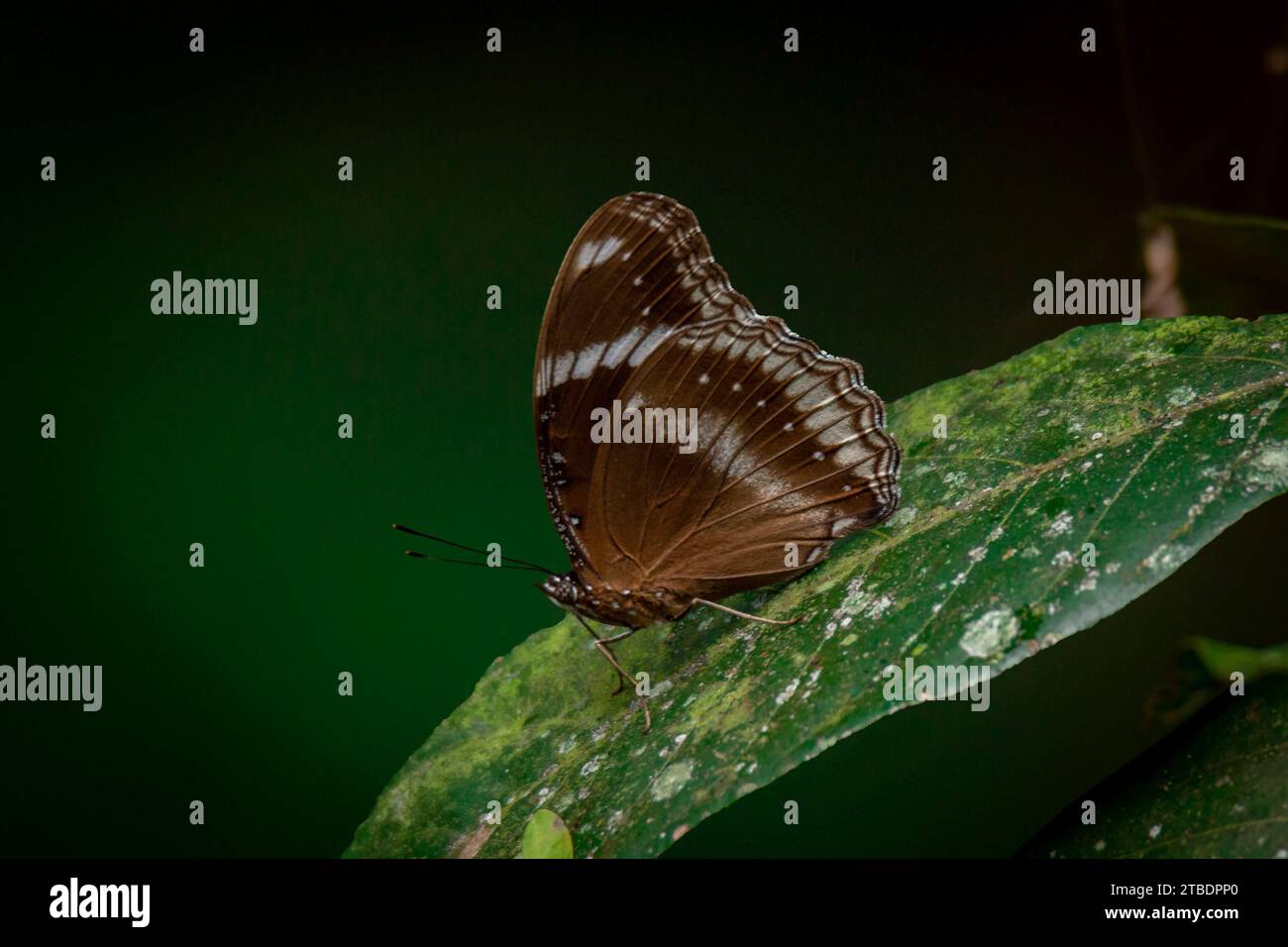 Beautiful tropical butterfly in natural hi-res stock photography and ...