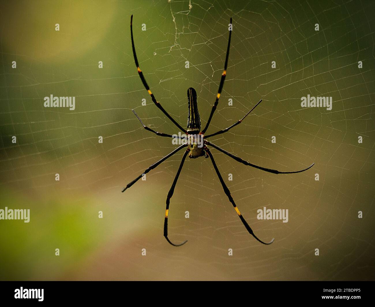 Large wild giant wood spider on its web macro Stock Photo - Alamy