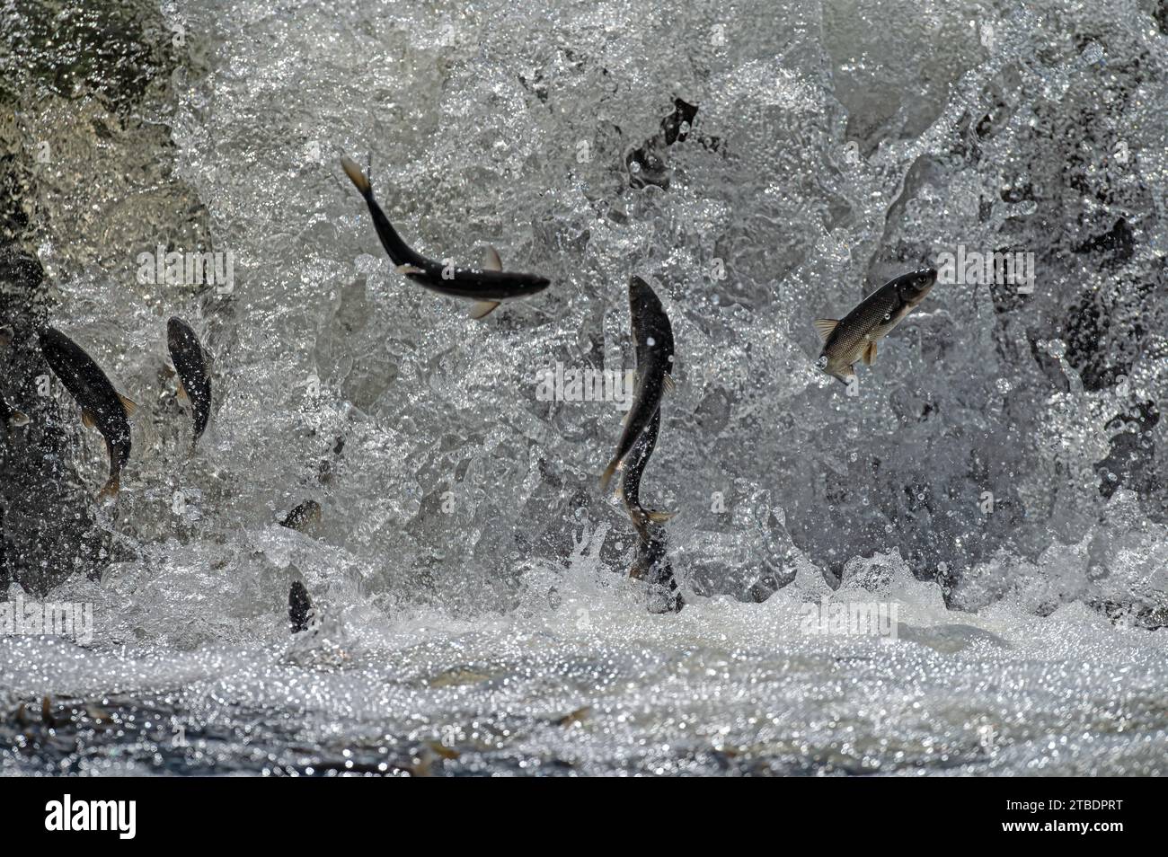 Endemic fish species living in Lake Van in Turkey. Chalcalburnus ...