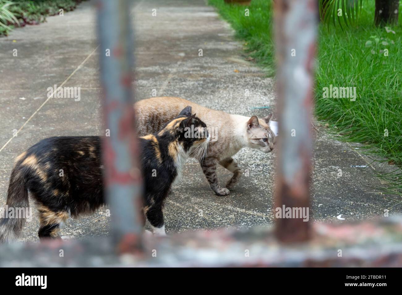 Abandoned animals hi-res stock photography and images - Alamy