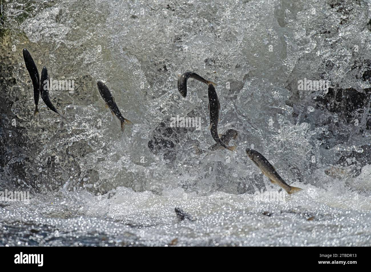 Endemic fish species living in Lake Van in Turkey. Chalcalburnus ...