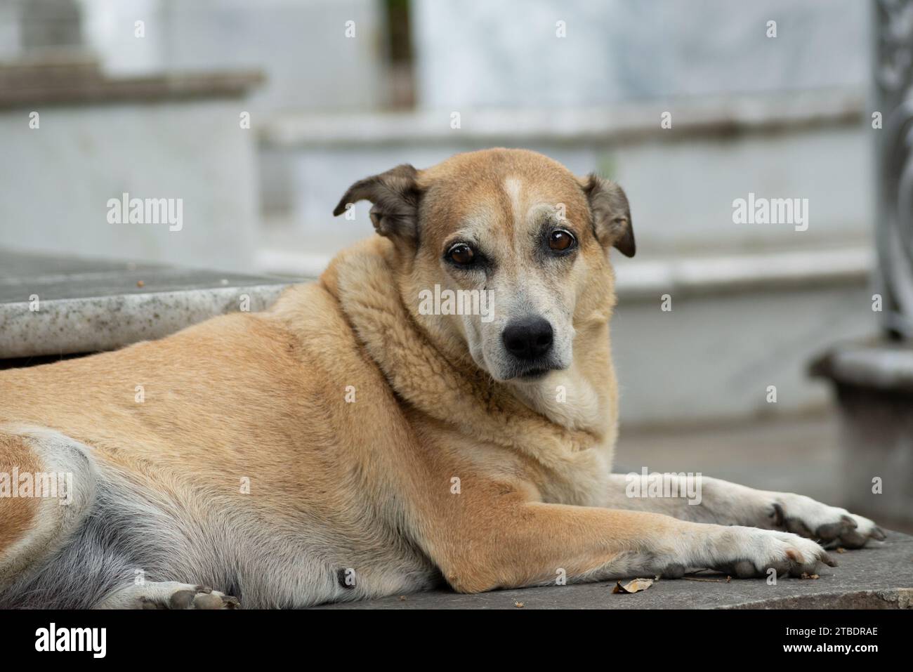 Photo of a caramel dog sitting. Street animal Stock Photo - Alamy