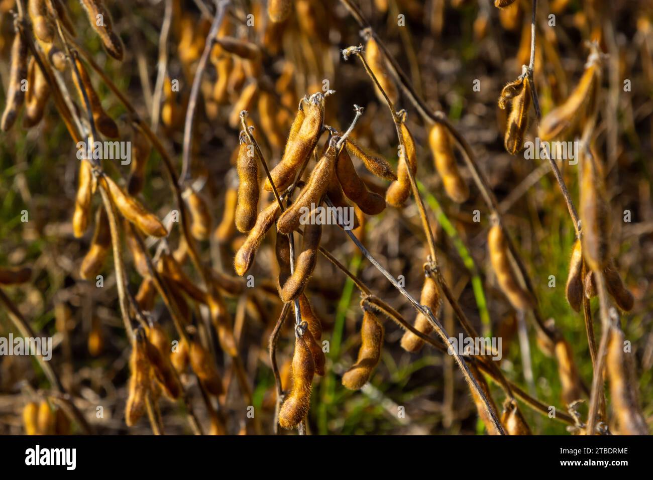 Soybeans pod macro. Harvest of soy beans - agriculture legumes plant ...