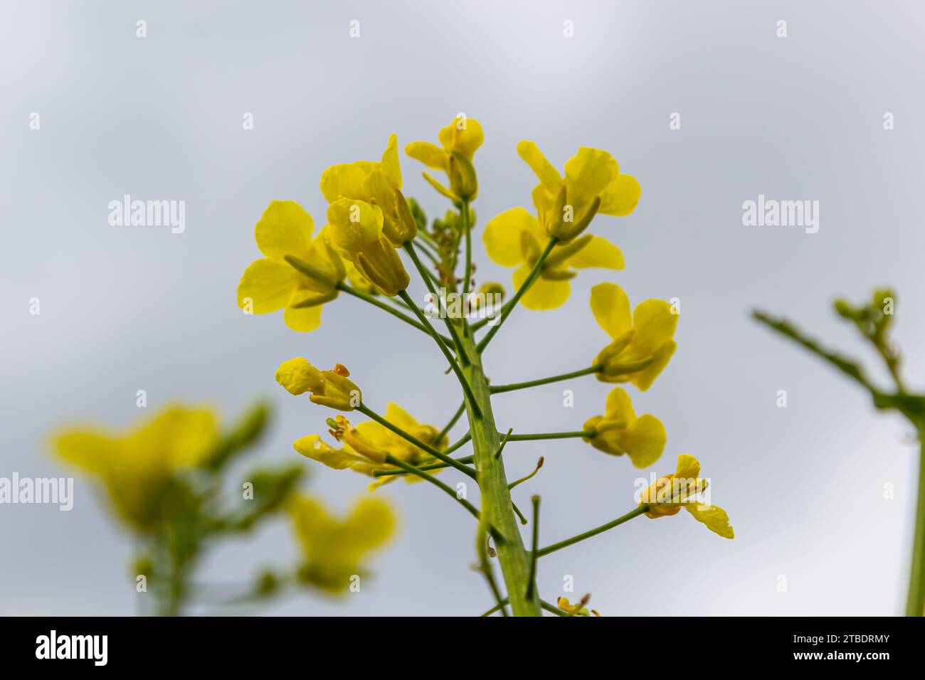 Blooming canola field and blu sky with stormy clouds Stock Photo - Alamy