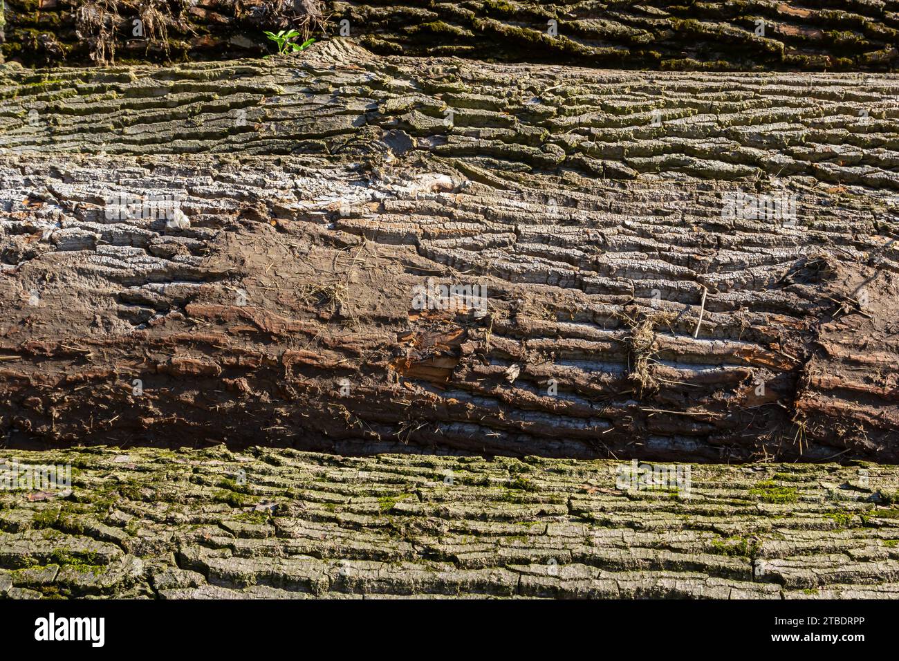 Old Wood Tree Texture Background Pattern Stock Photo - Alamy