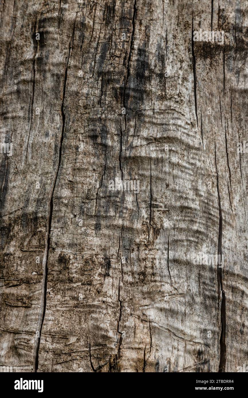 Wood Texture With Natural Pattern Stock Photo - Alamy