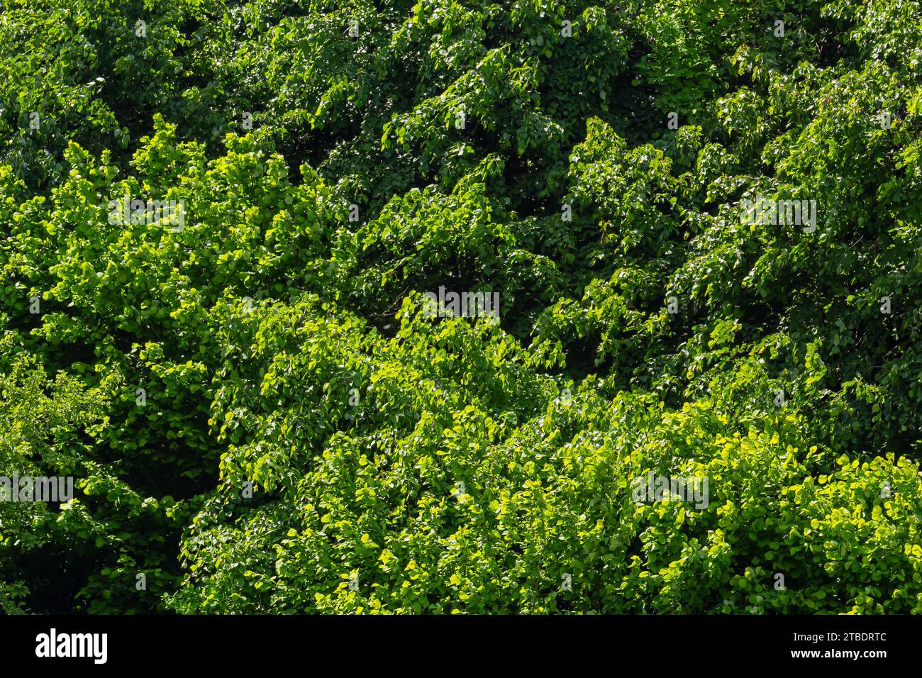 Aerial top view forest tree, Rainforest ecosystem and healthy ...