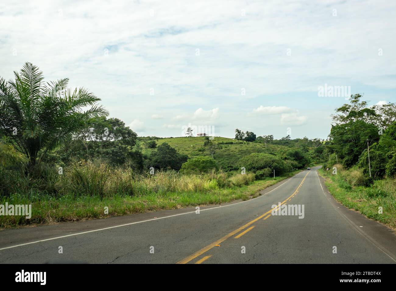 An asphalt road surrounded by dense, green forest against blue sky with ...
