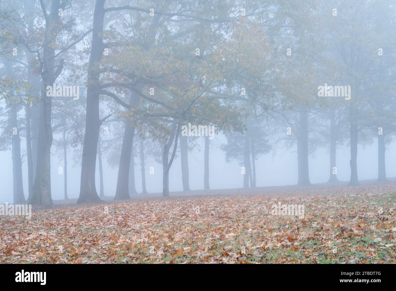 foggy November moring on a shore of the Tennessee River at Colbert ...