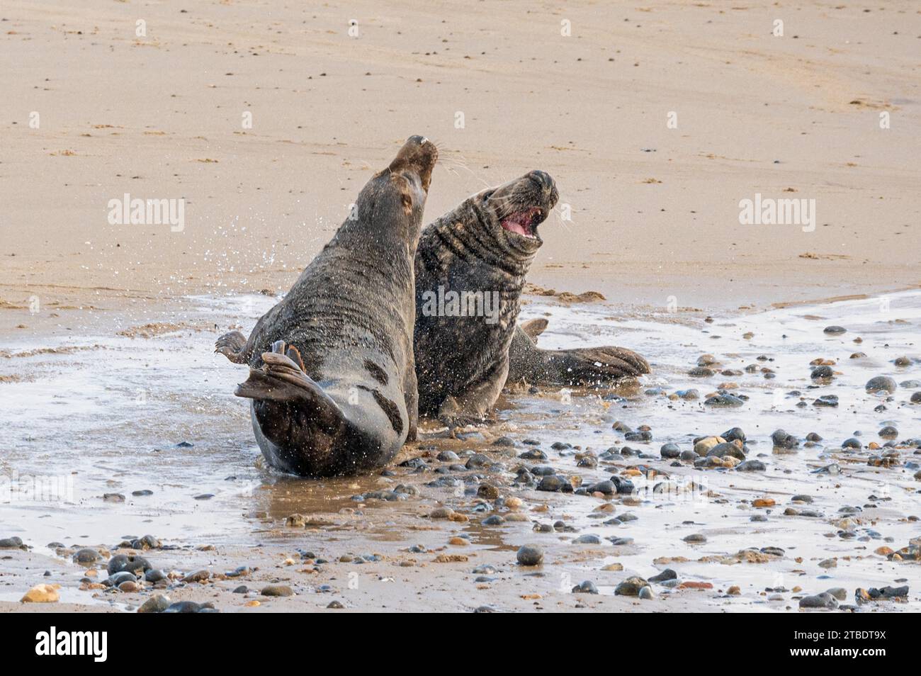 Agression amongst adult male grey seals, Halichoerus grypus, at the ...