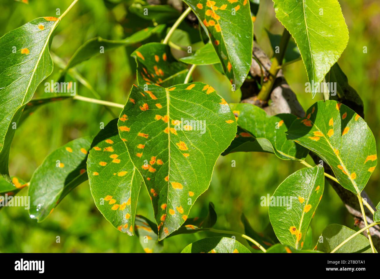 Pear leaves with pear rust infestation Stock Photo - Alamy