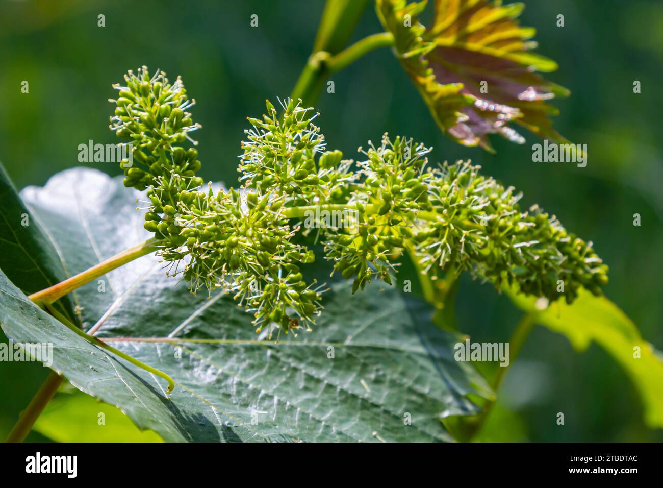 flower buds and leaves of shoots grapevine spring, agriculture nature ...