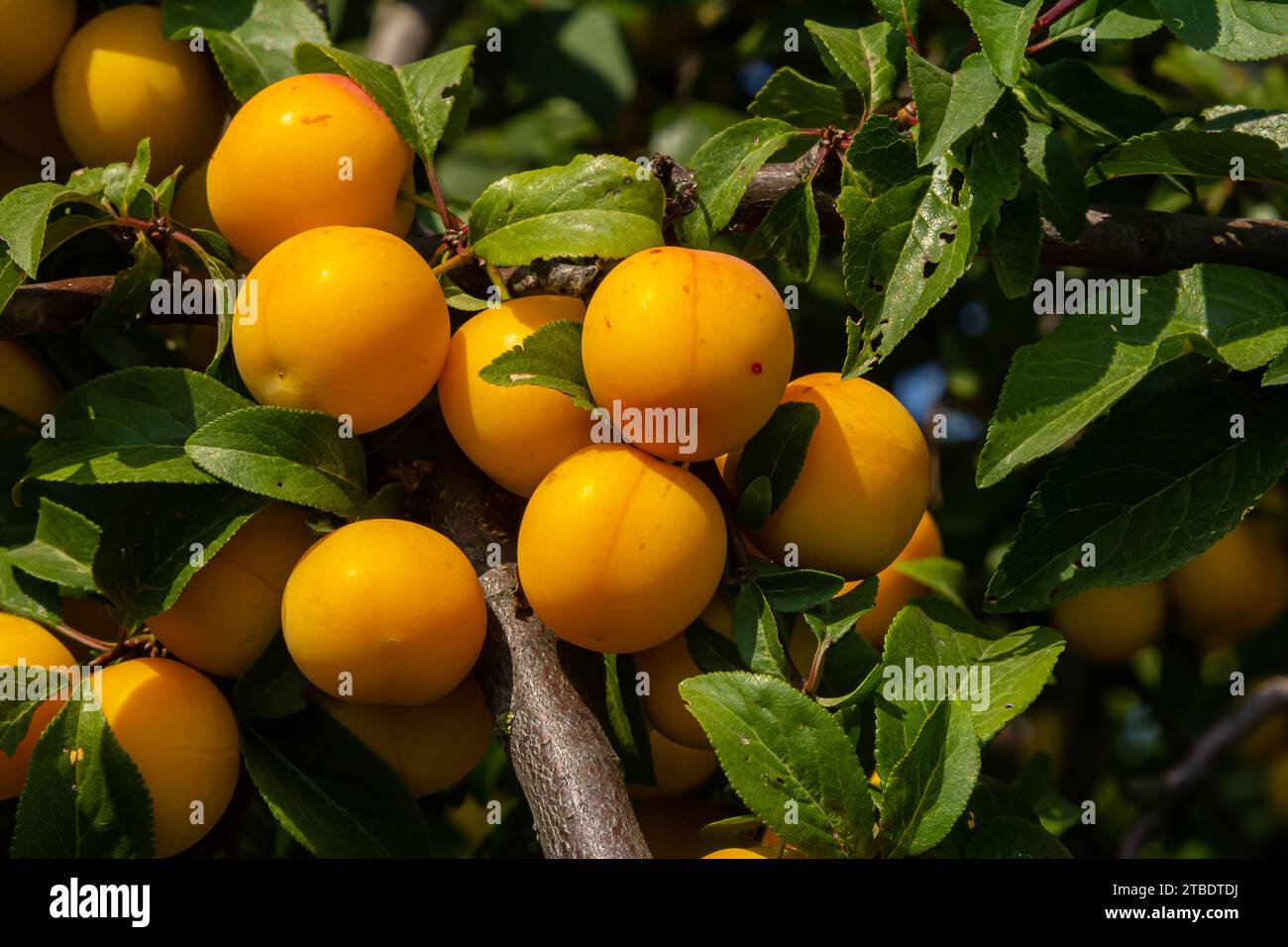 Ripe plums on green branches in the garden. A few fresh juicy round red ...