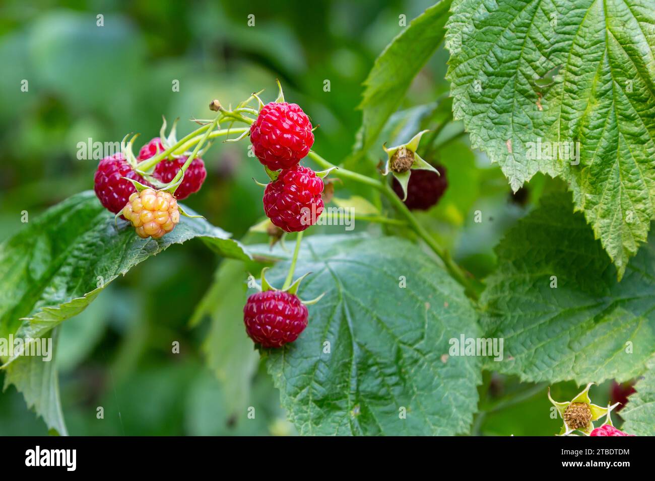 Ripe raspberries in garden close hi-res stock photography and images ...