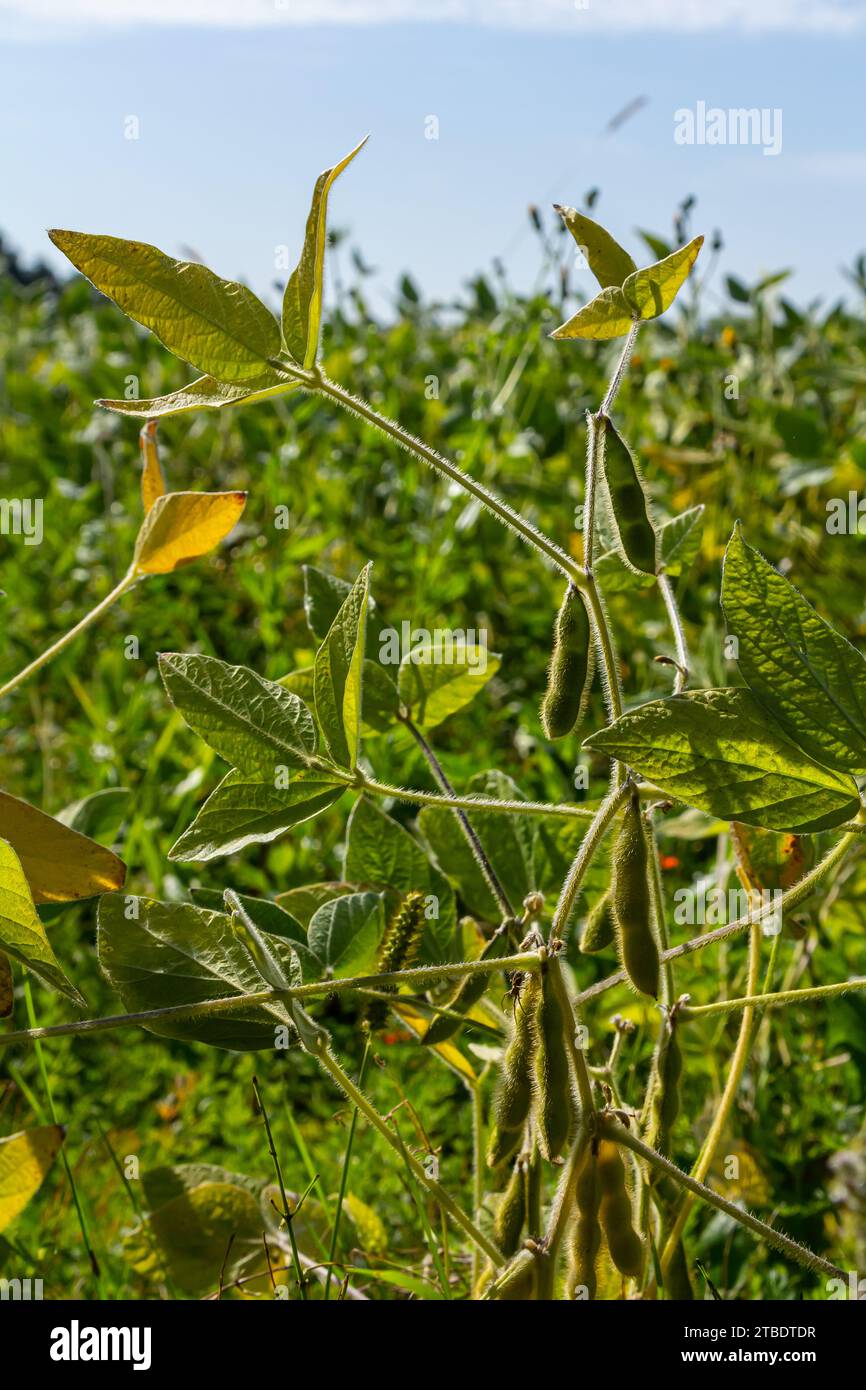 Soybean pods, close up. Agricultural soy plantation on the sunny field ...