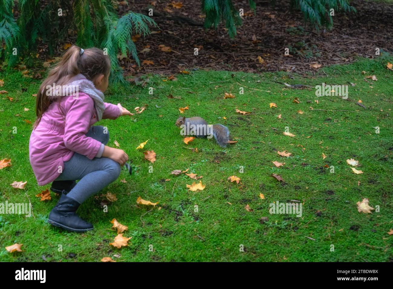 Young girl throwing some peanuts to Grey Squirrel, Latin name Sciurus ...