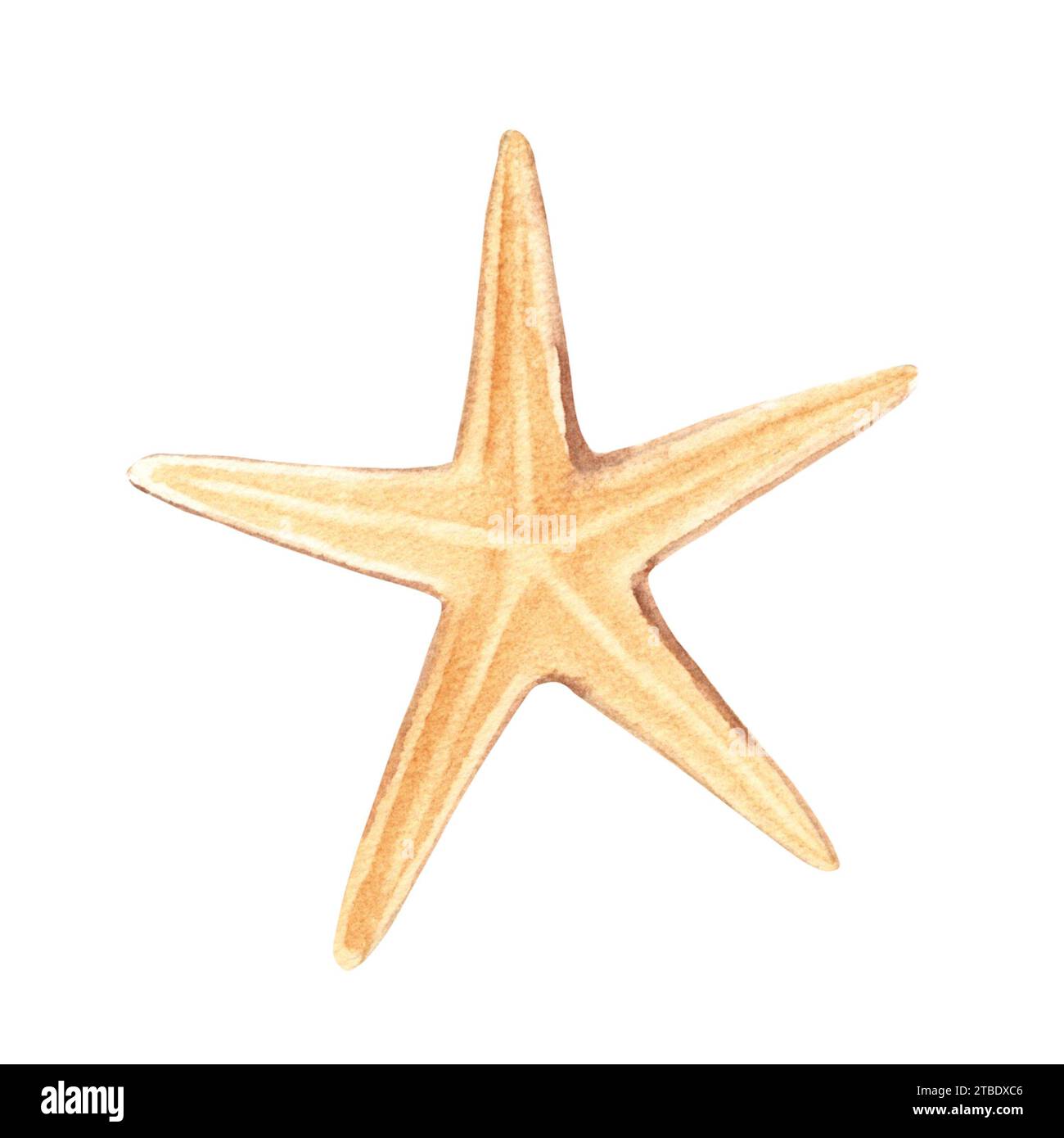 Watercolour hand drawn starfish isolated on white background. Marine ...