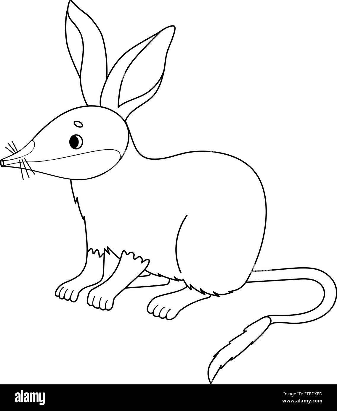Australian animal bilby. Cute wild mammal. Vector illustration. Linear ...