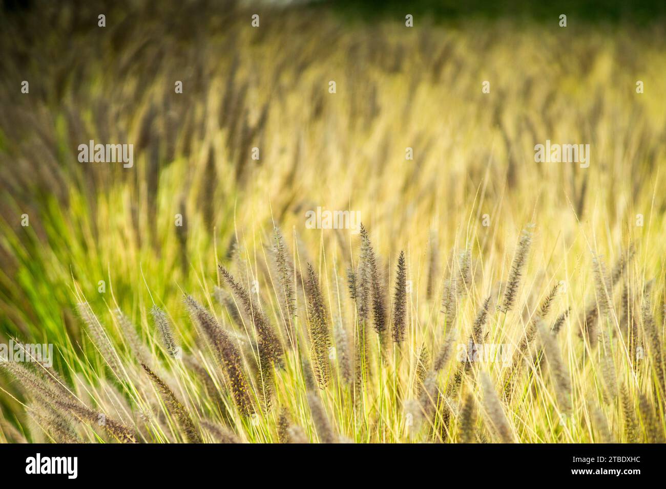 James gritz hi-res stock photography and images - Alamy