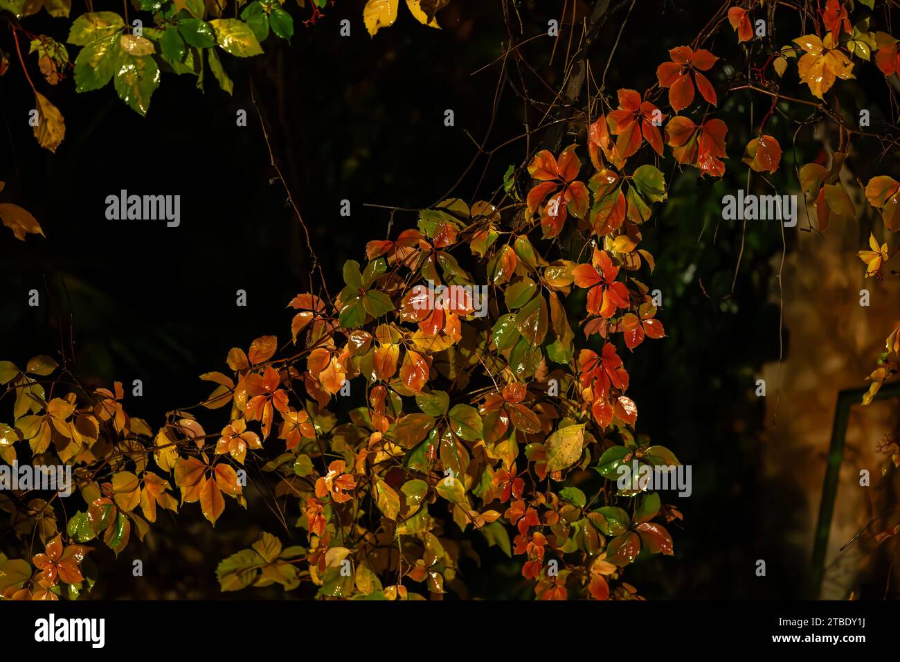 autumn leaves soaked in rain Stock Photo - Alamy