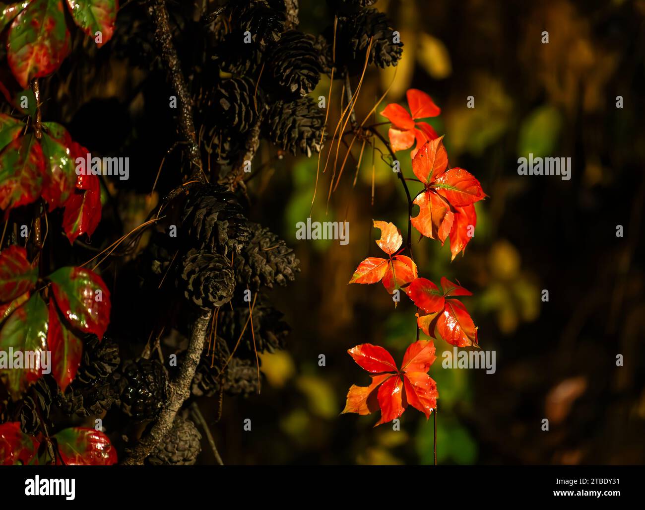 autumn leaves soaked in rain Stock Photo - Alamy