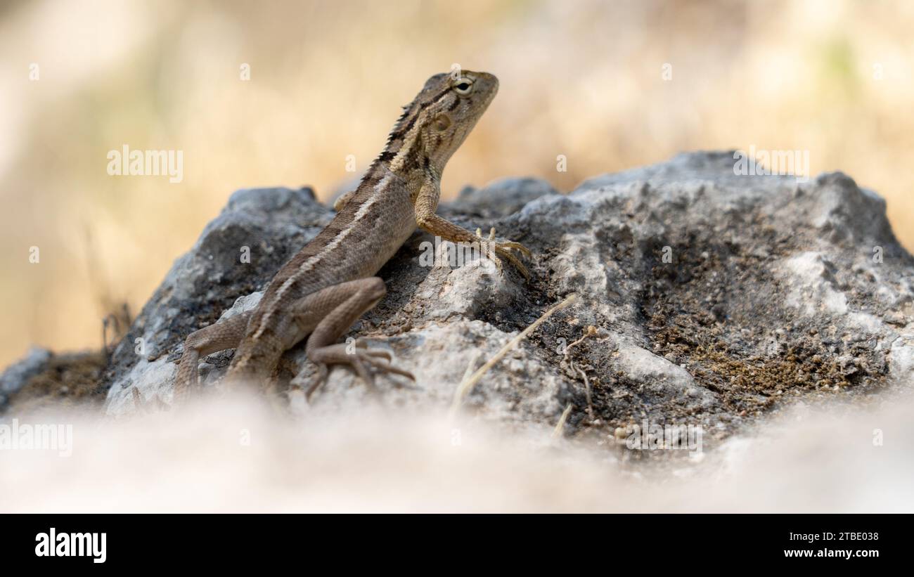 Salalah,oman- Novemebr 11,2023: The oriental garden lizard (Calotes ...