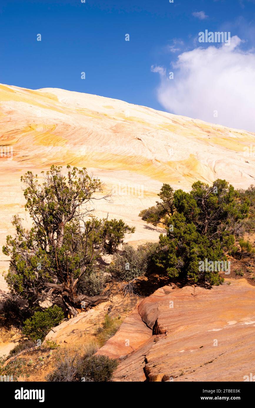 Photograph of the Yellow Rock area, a sandstone hill that's mostly ...