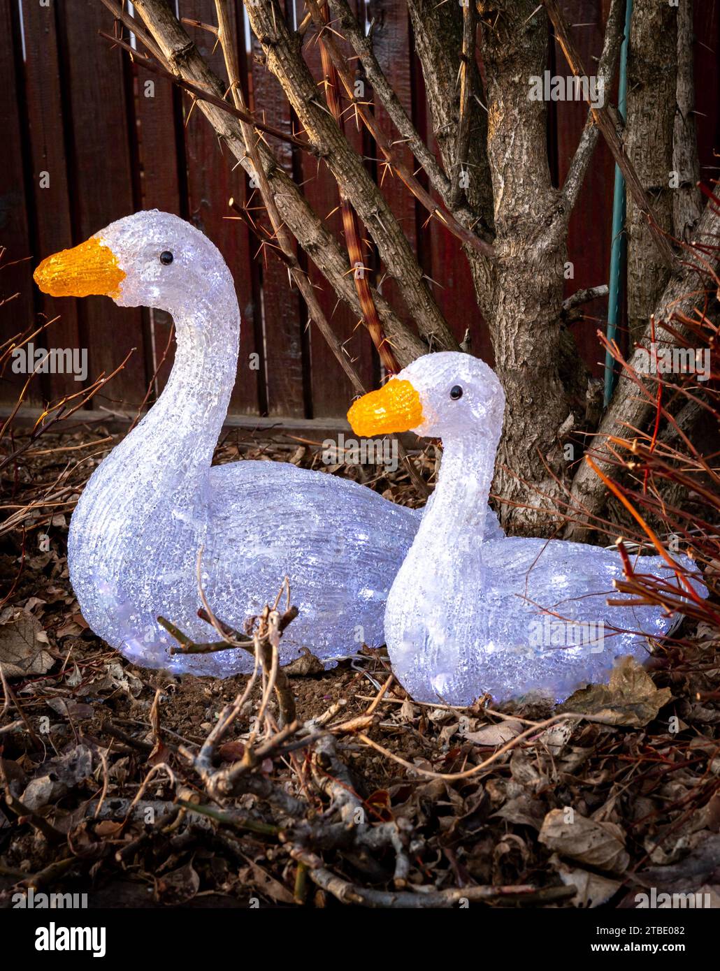 Two white geese LED light Christmas illumination in winter garden Stock ...
