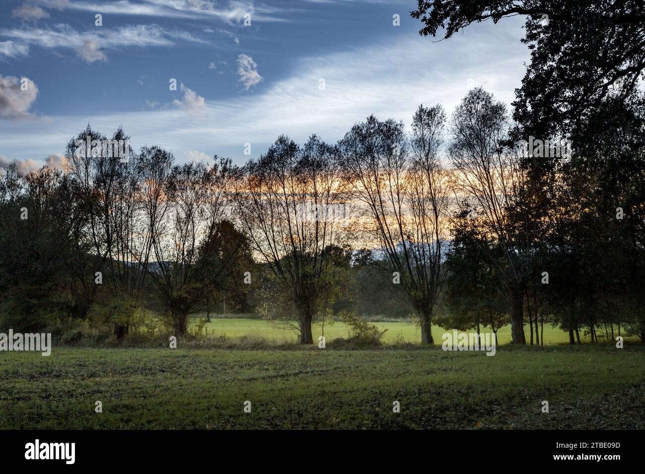 Sunset landscape with a row of knotted willow trees in the agricultural ...