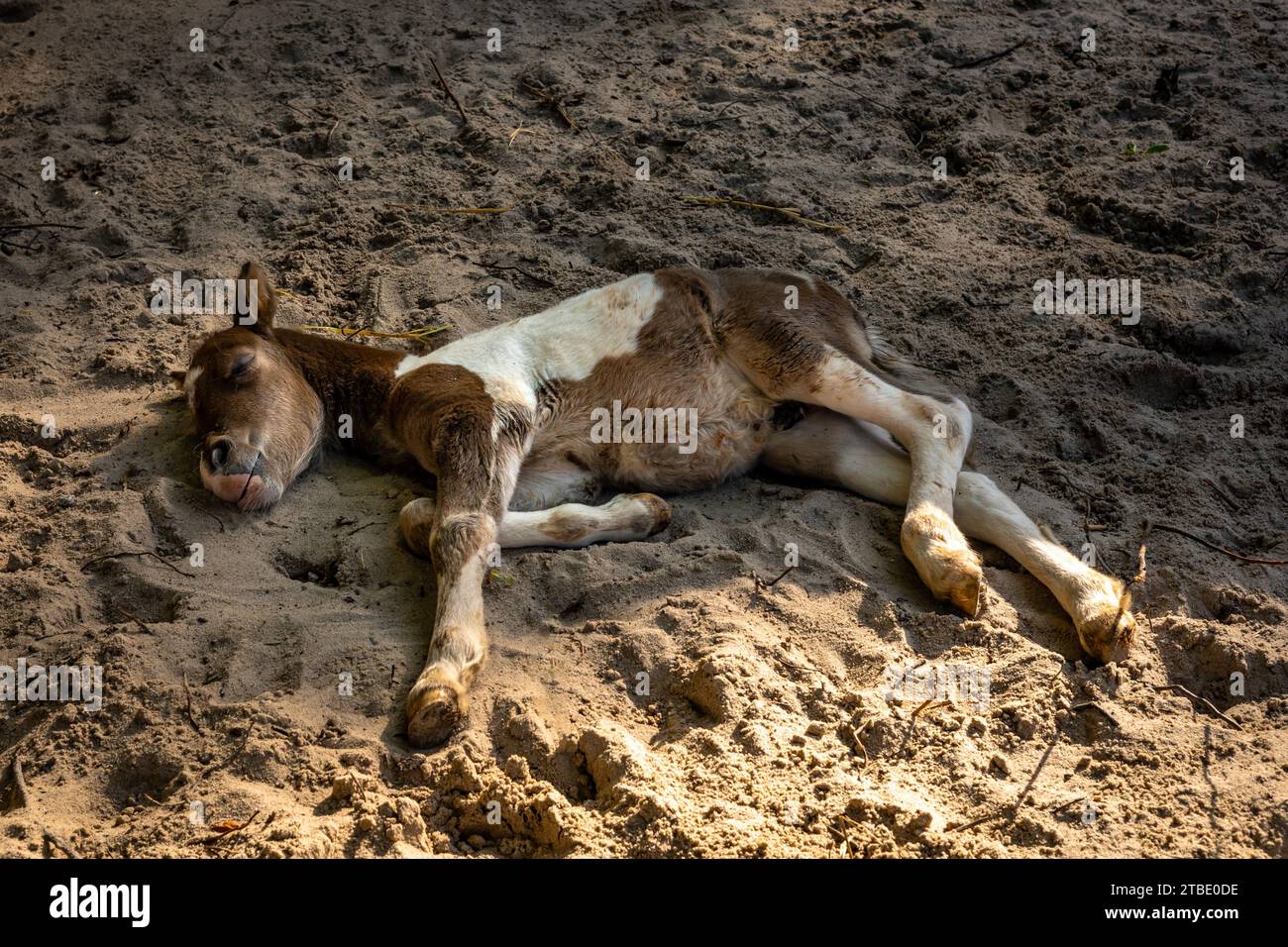 Little cute brown and white pony lying on the ground Stock Photo - Alamy