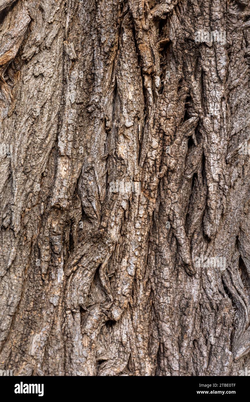 Poplar tree bark texture, a natural wooden background Stock Photo - Alamy