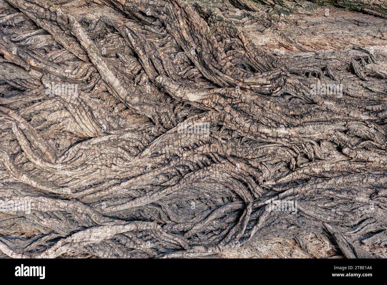 Poplar tree bark texture, a natural wooden background Stock Photo - Alamy