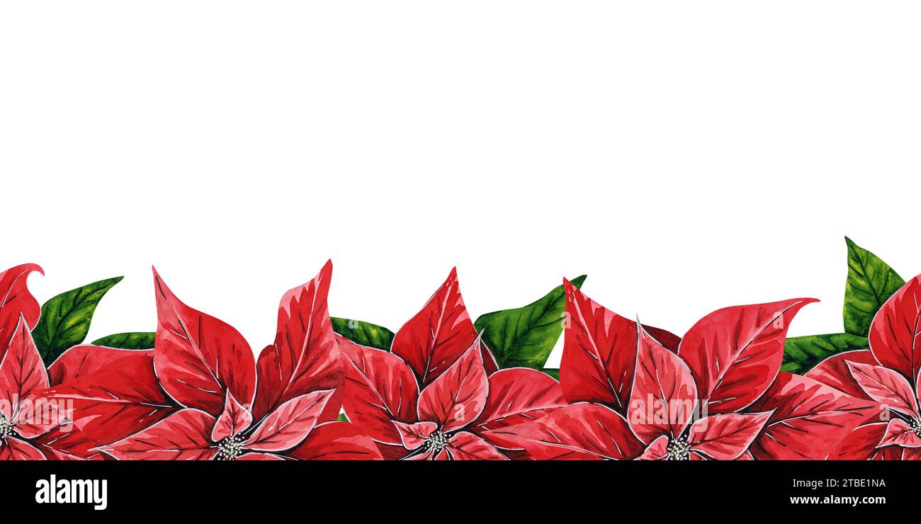 Christmas seamless border with poinsettia flowers, hand painted ...