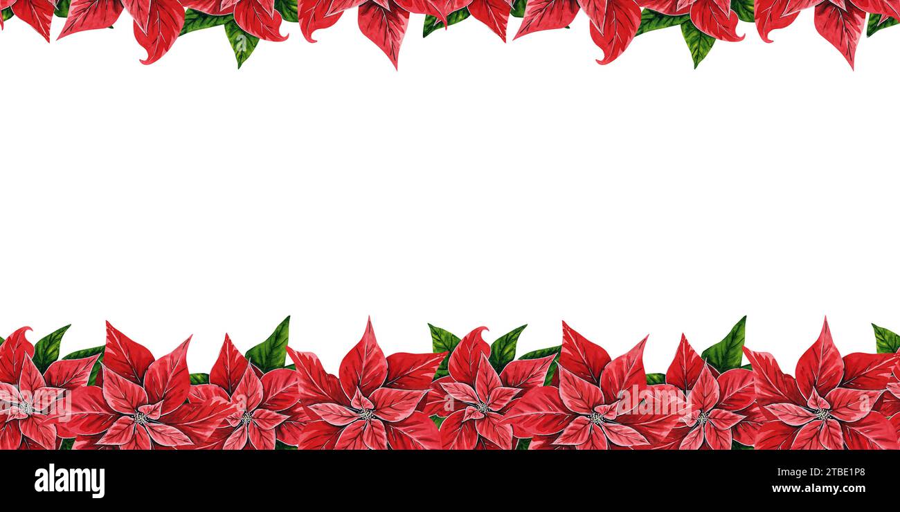 Christmas seamless border with poinsettia flowers, hand painted ...