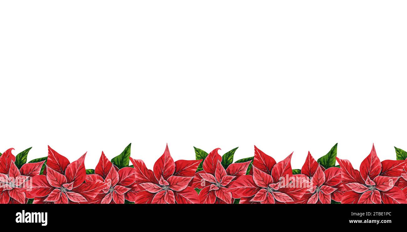 Christmas seamless border with poinsettia flowers, hand painted ...