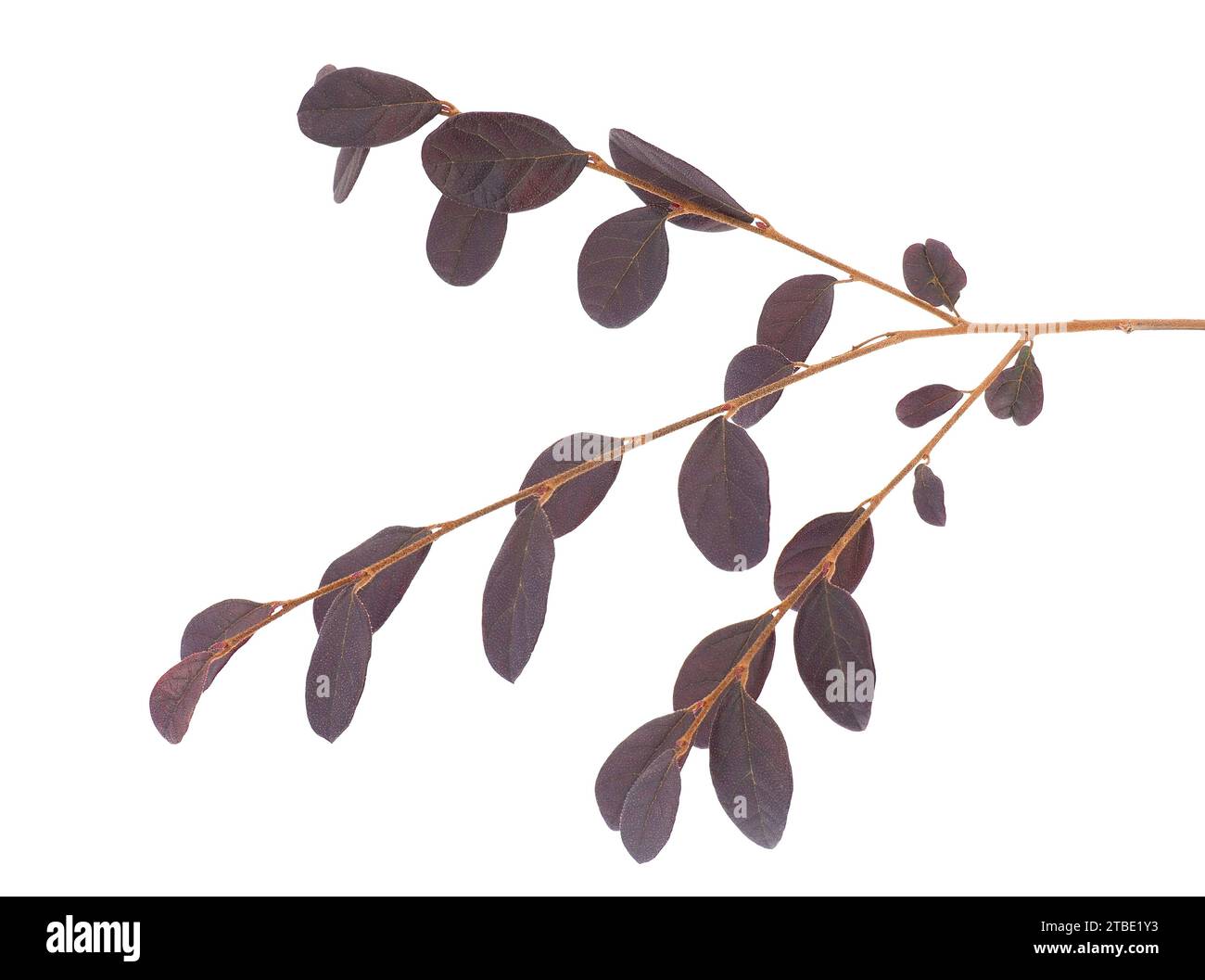 Chinese fringe flower isolated on white background, Loropetalum ...