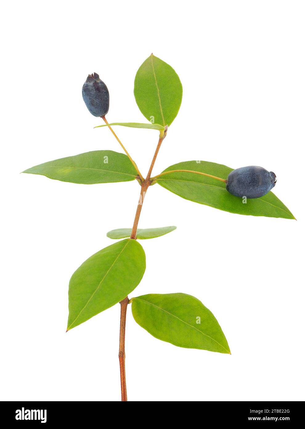 Common myrtle isolated on white background, Myrtus communis Stock Photo ...