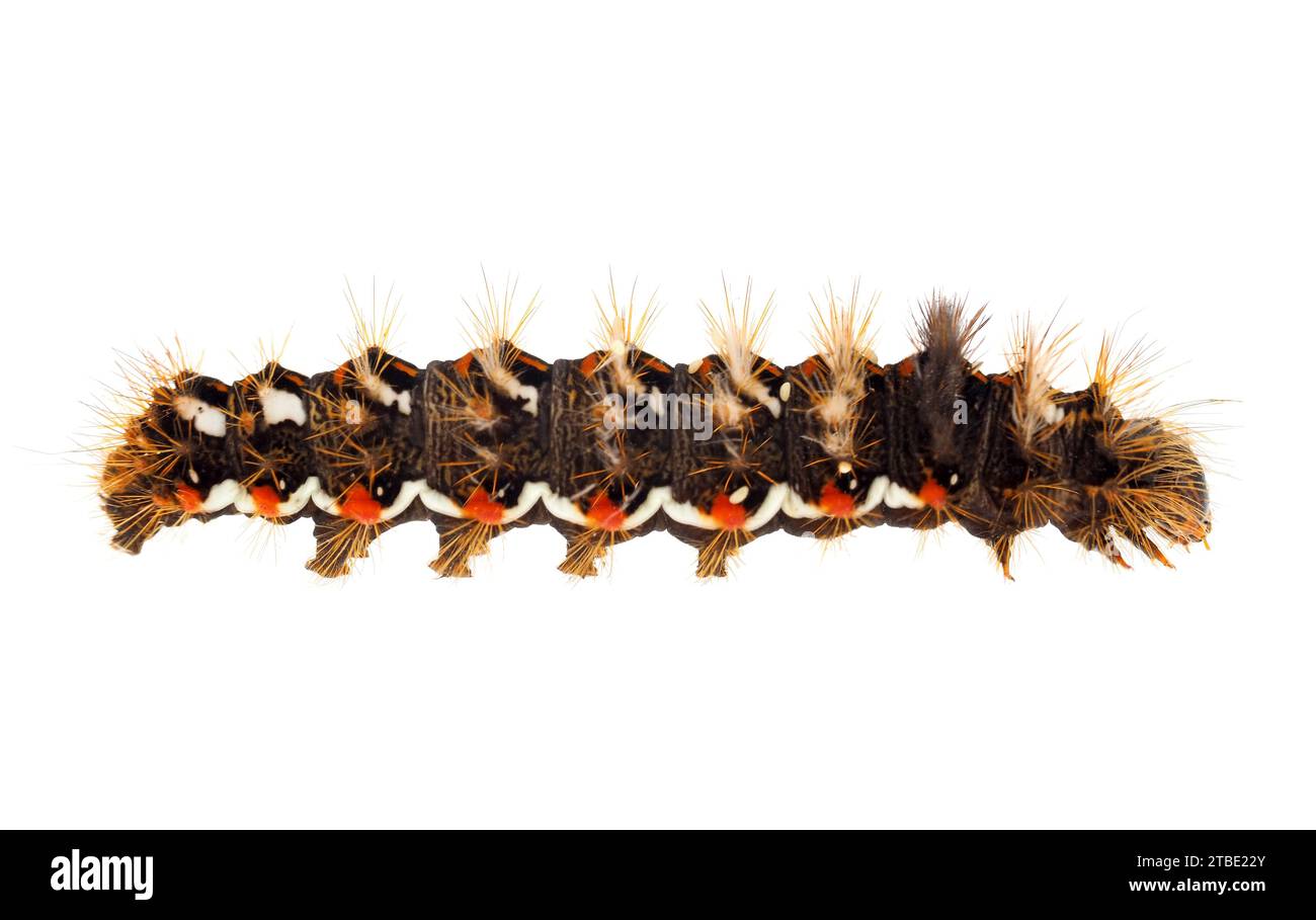 Knot-grass caterpillar isolated on white background, Acronicta rumicis ...