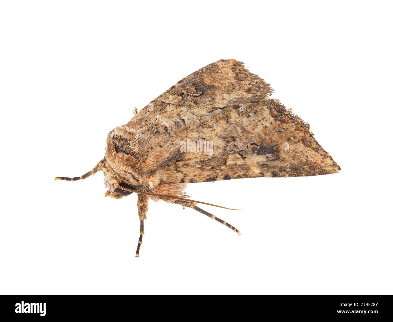 Nutmeg moth isolated on white background, Hadula trifolii Stock Photo ...