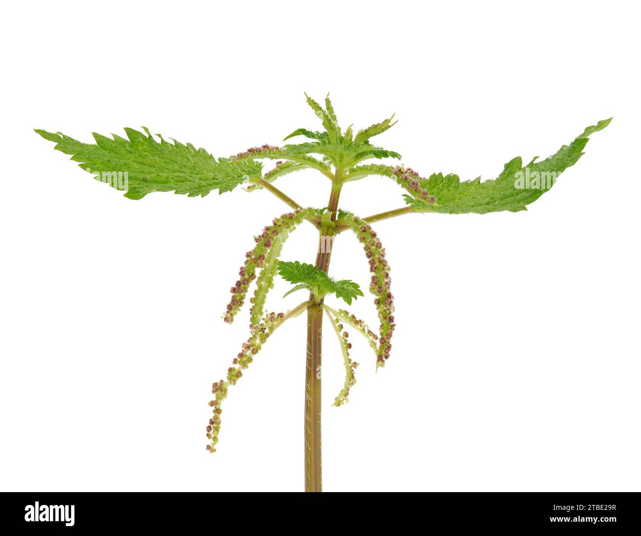Small nettle isolated on white background, Urtica urens Stock Photo - Alamy