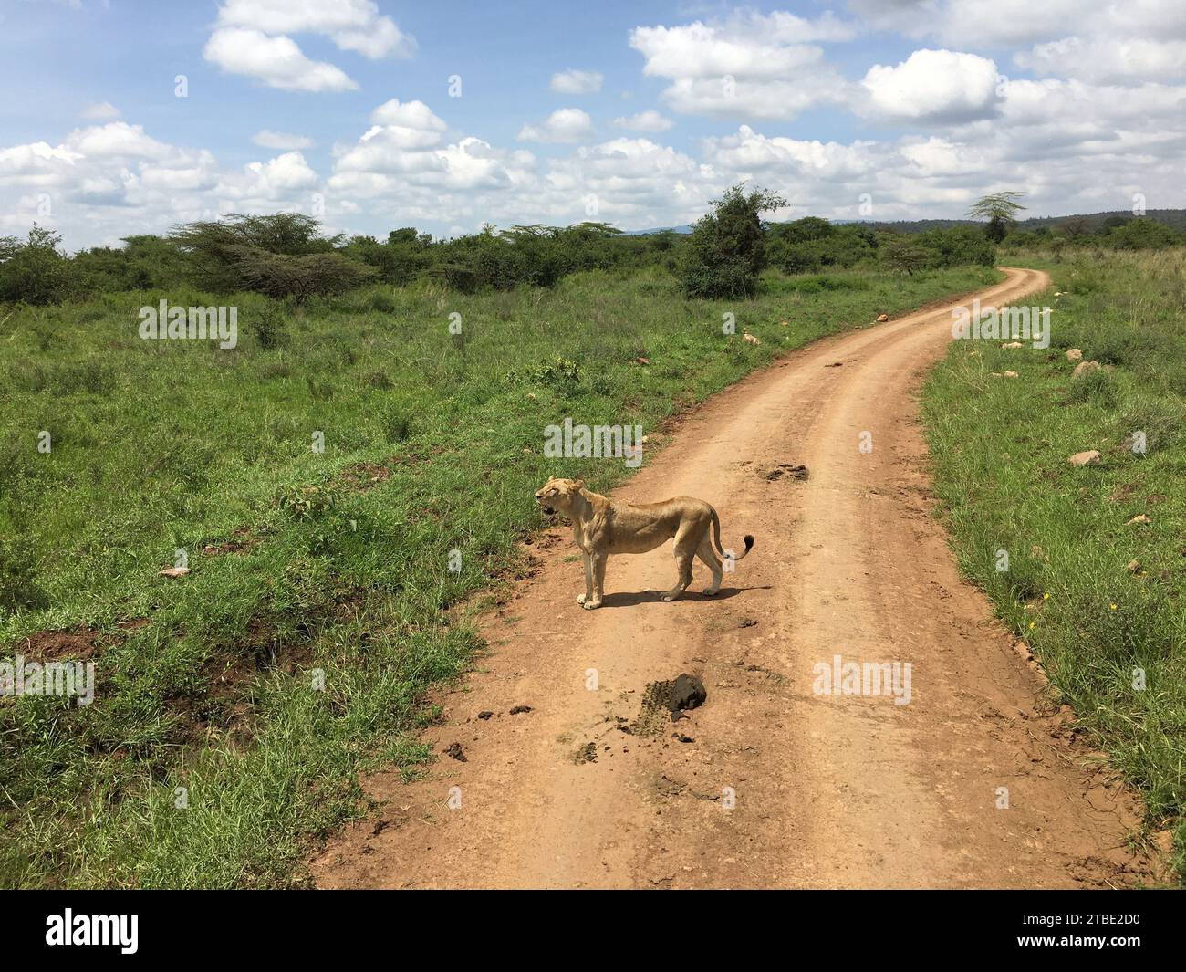An imposing and majestic lion strides across a dirt road cutting ...