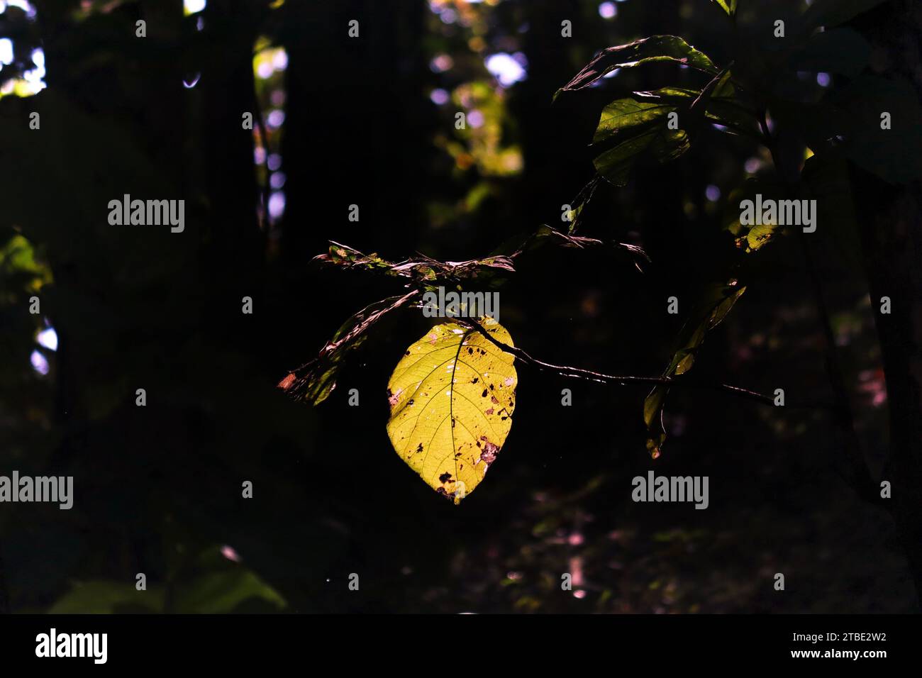 sunlight falling on a leaf of a teak plant making it yellow in the ...