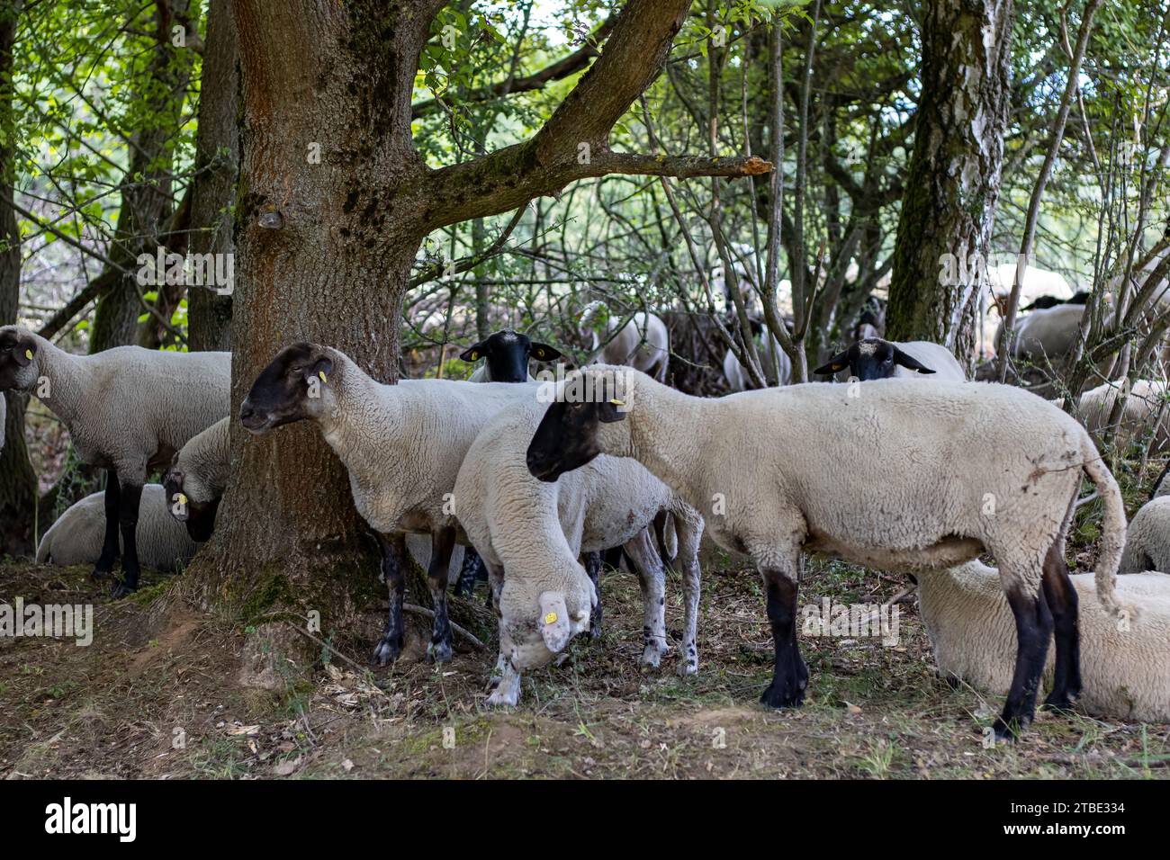 A herd of sheep huddled together in a peaceful forest setting, with ...